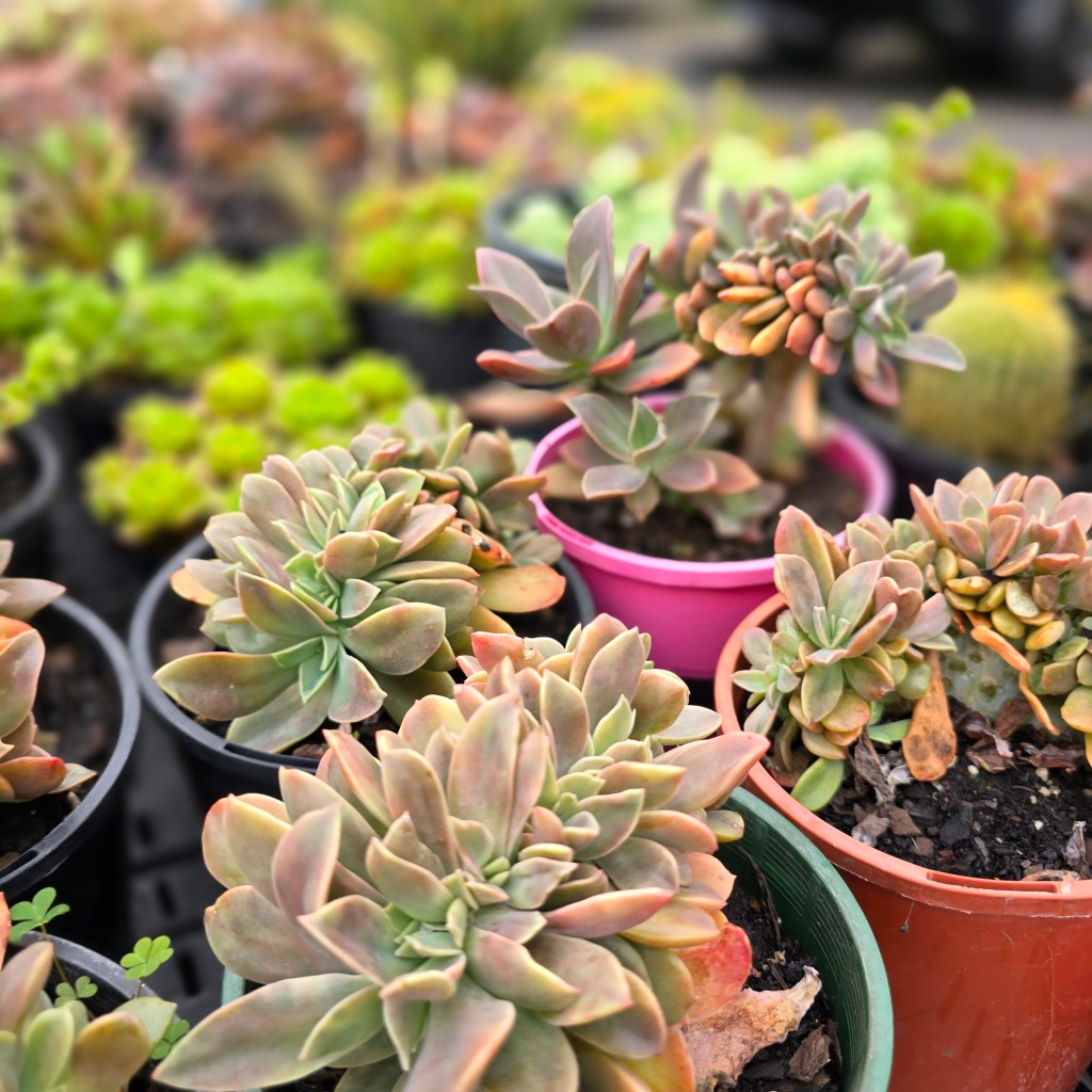 Bankstown Markets – Open Every Sunday Since 1966